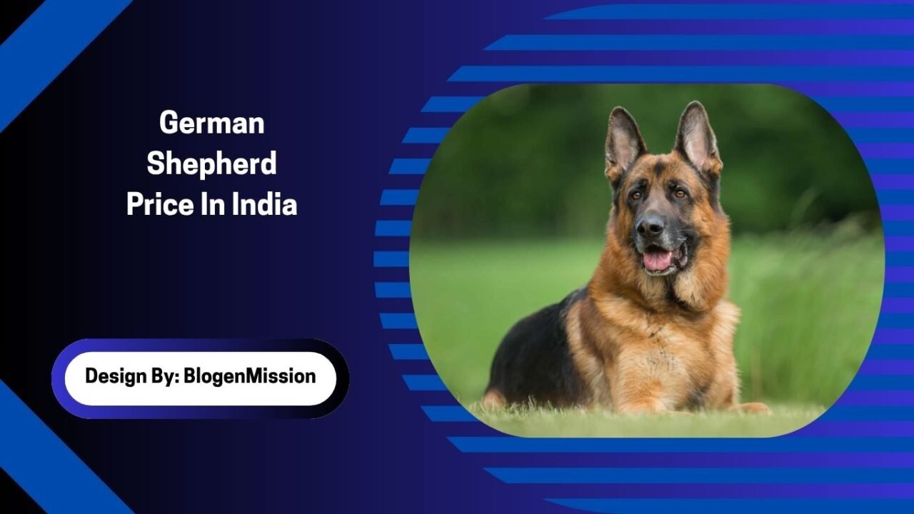 German Shepherd Price In India - Detailed Guide for Buyers!