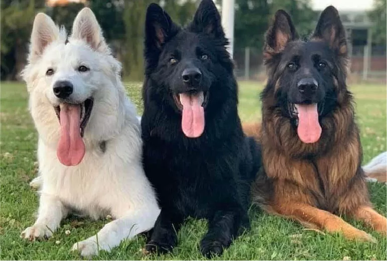 Liver and Blue German Shepherd - Rare Colors, Genetics & Care!